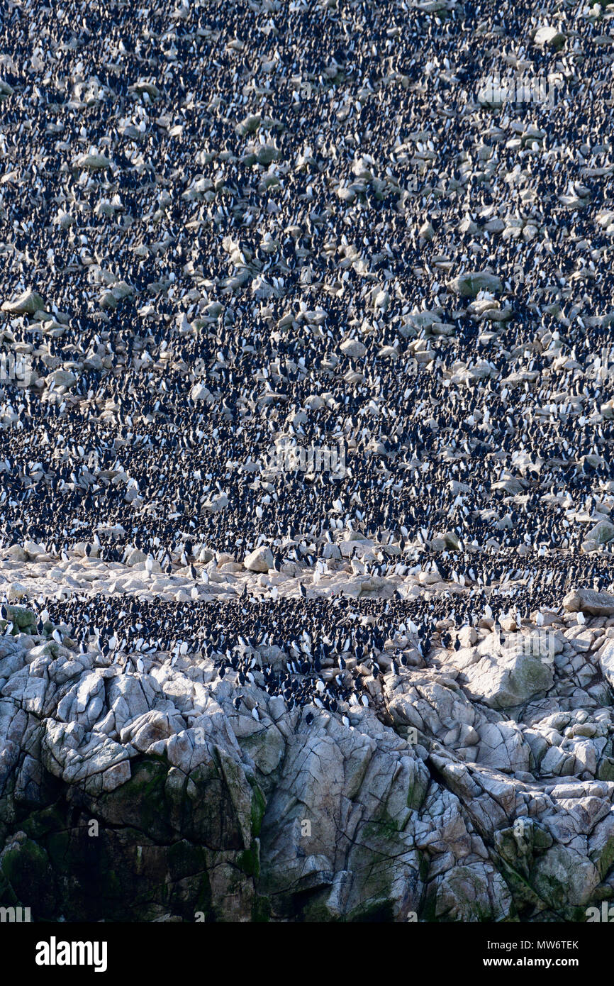 A giant colony made up mostly of Common Murre birds nests at the ...