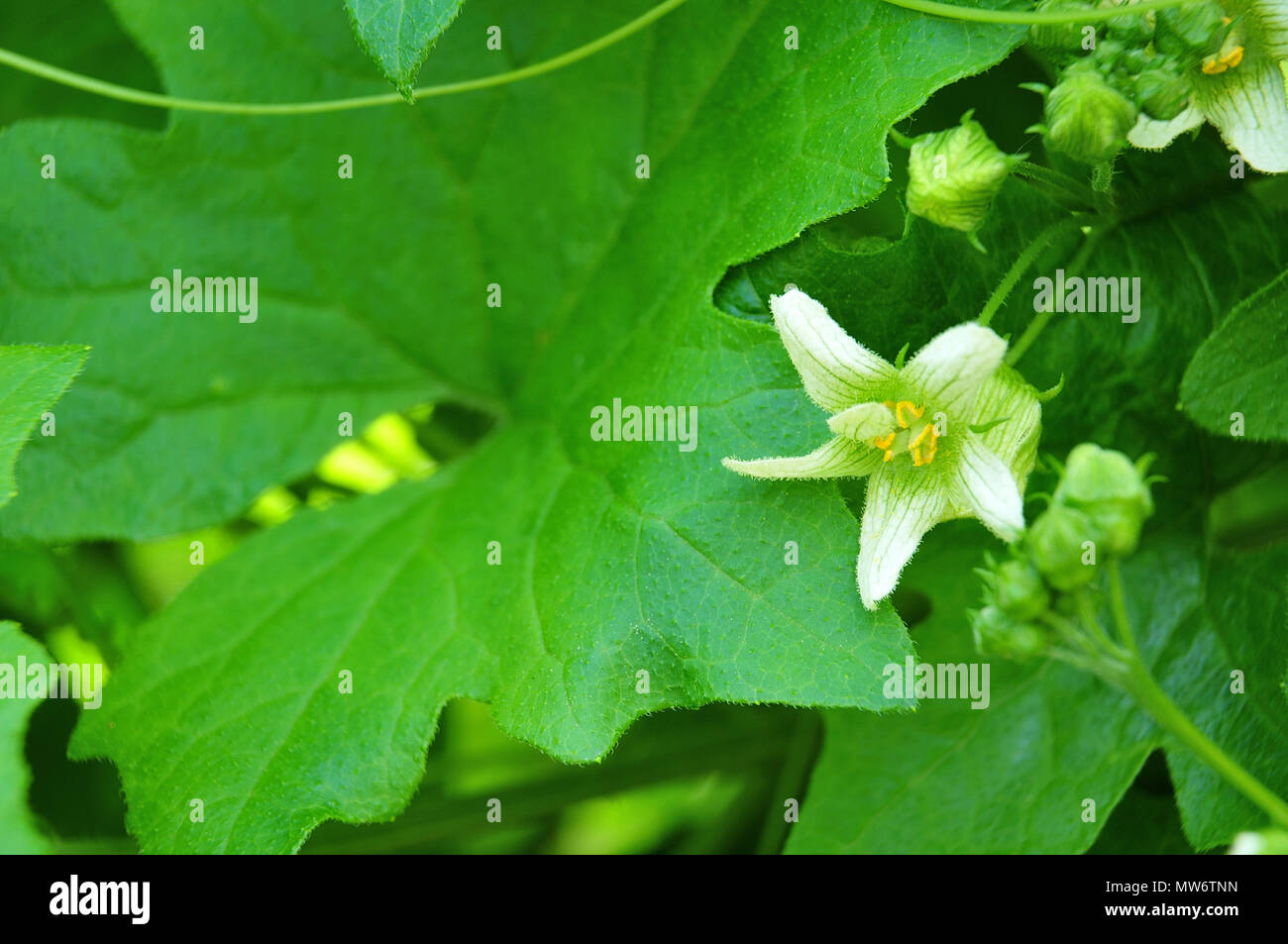 close up of white blossoms and green leaves of bryonia alba, a ...