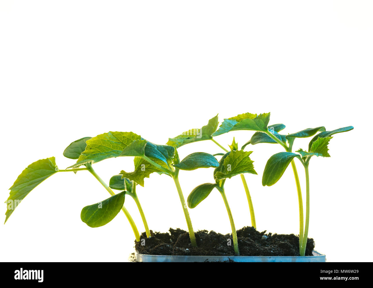 Seedlings of agricultural plants on white background Stock Photo - Alamy