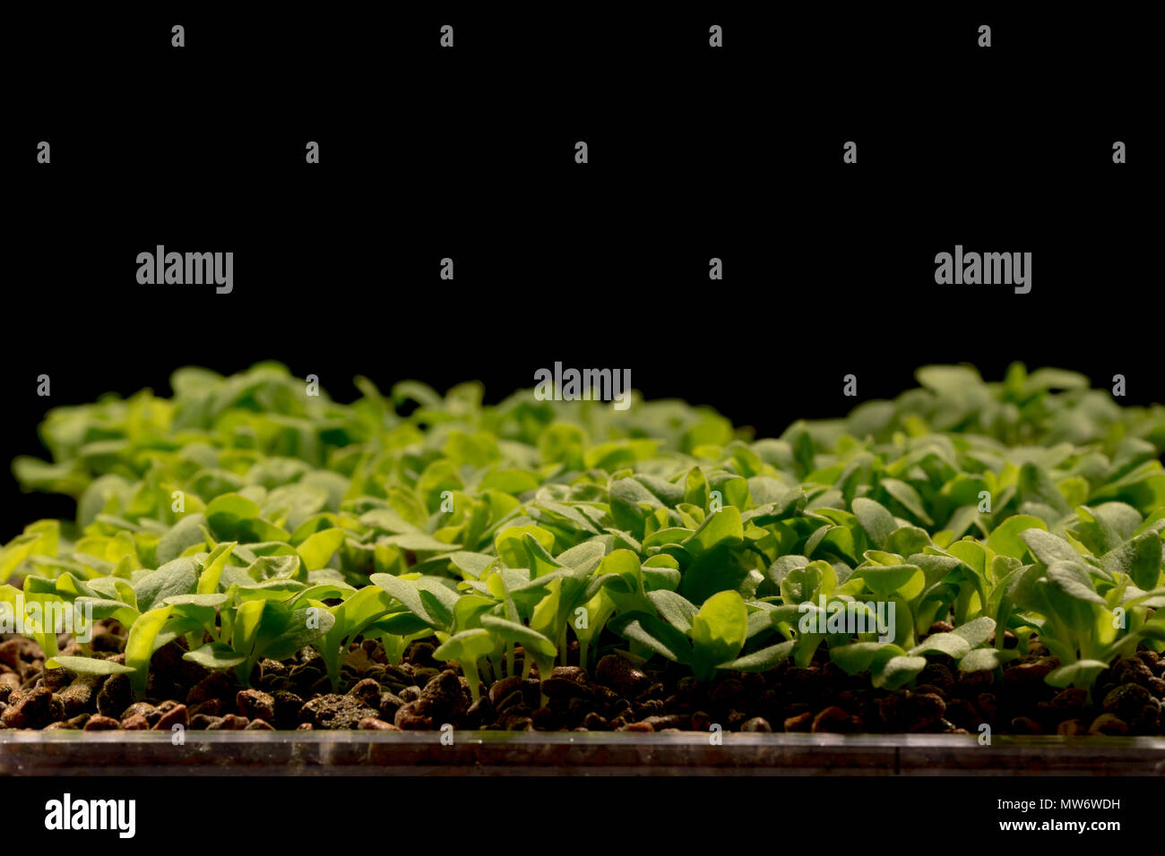 Young shoots of lettuce on black background Stock Photo - Alamy