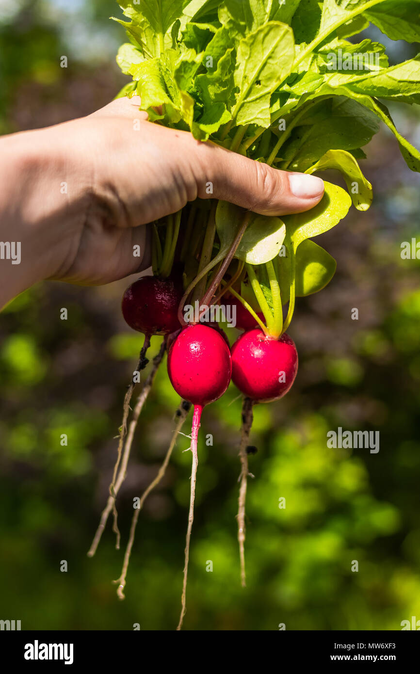 Fresh organic radish in woman's hand.Bio product concept Stock Photo ...