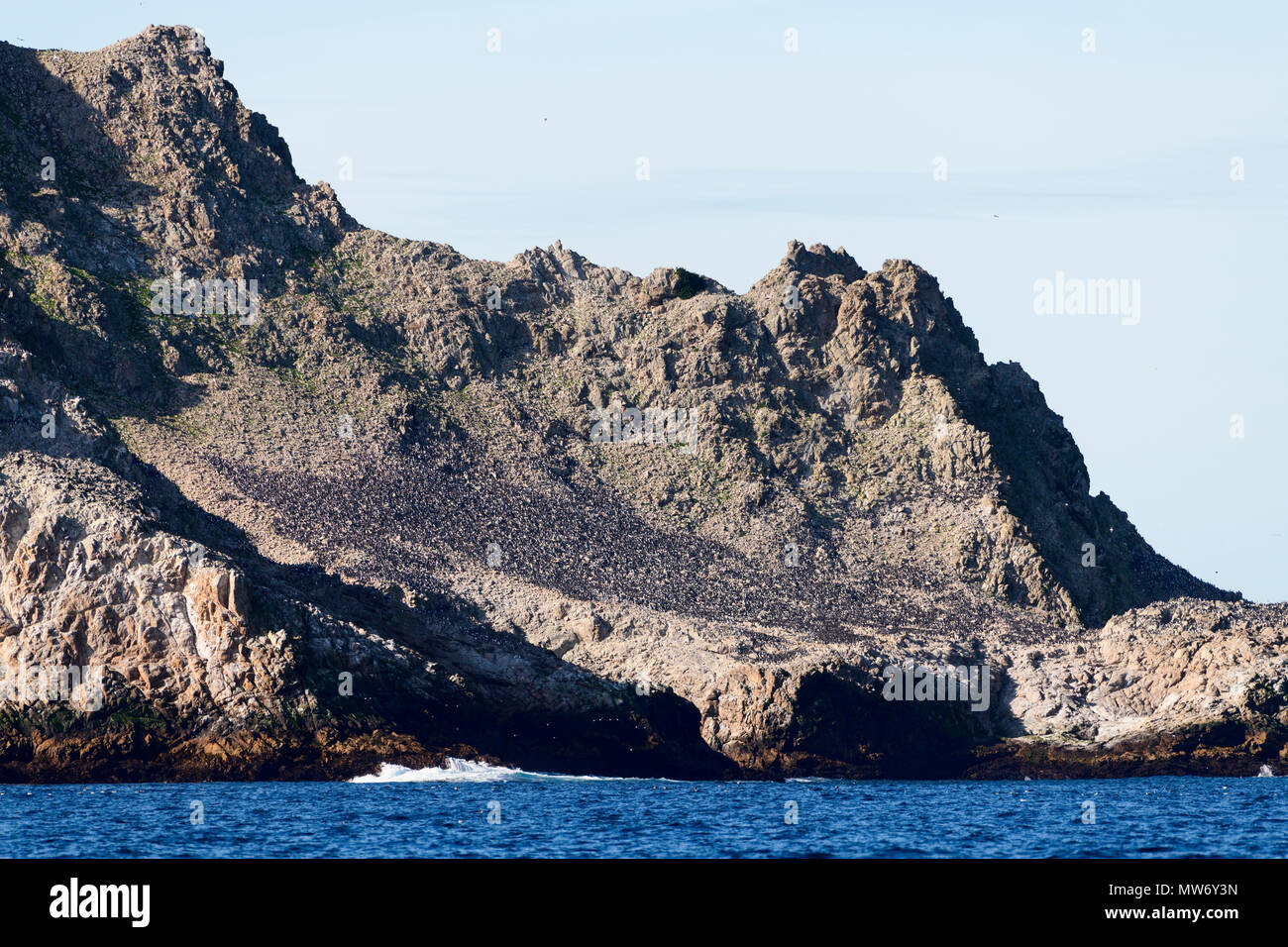 San francisco farallon islands wildlife High Resolution Stock ...
