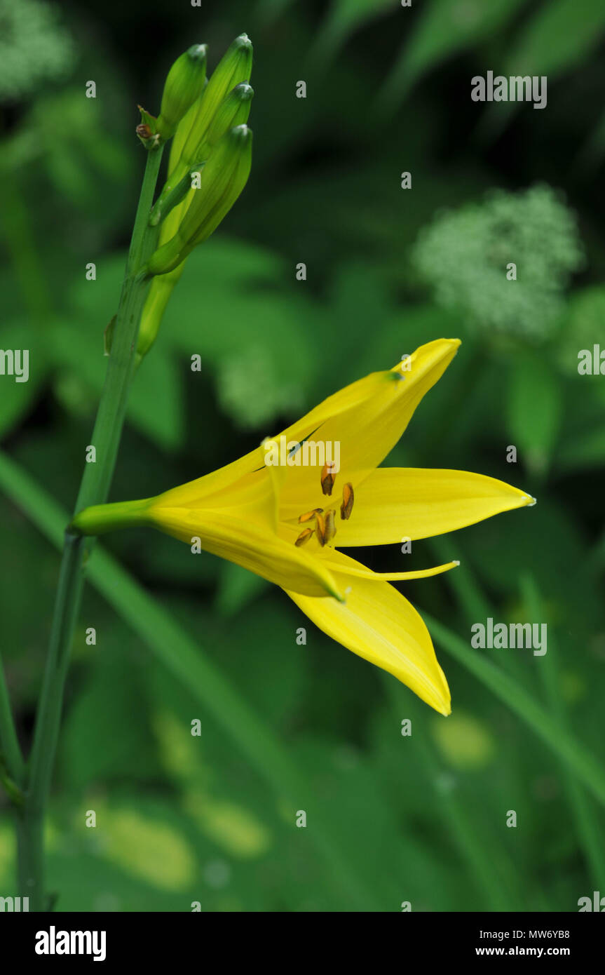 Lily Cottage High Resolution Stock Photography and Images - Alamy