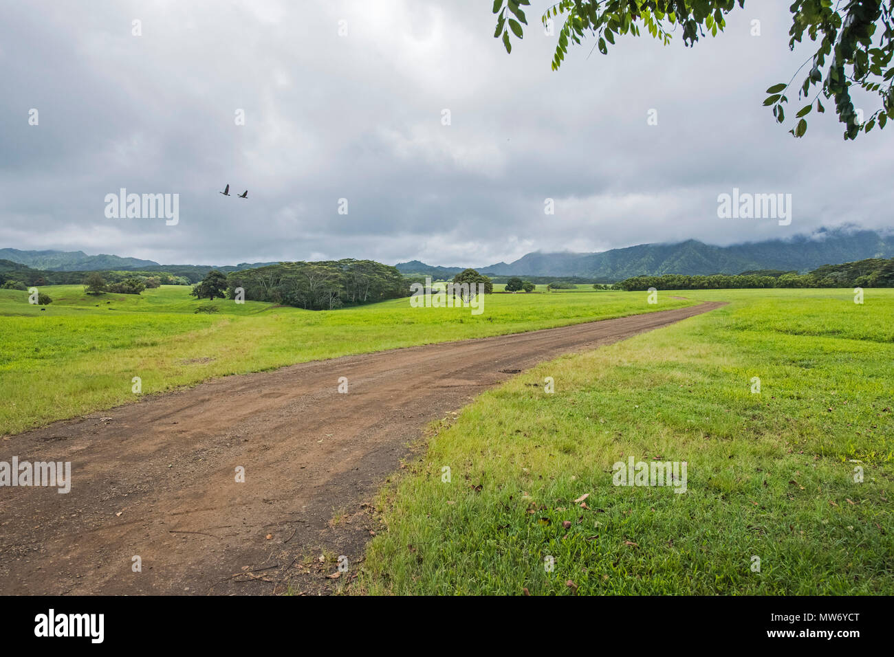 Jurassic park ranch kauai hawaii hi-res stock photography and images ...