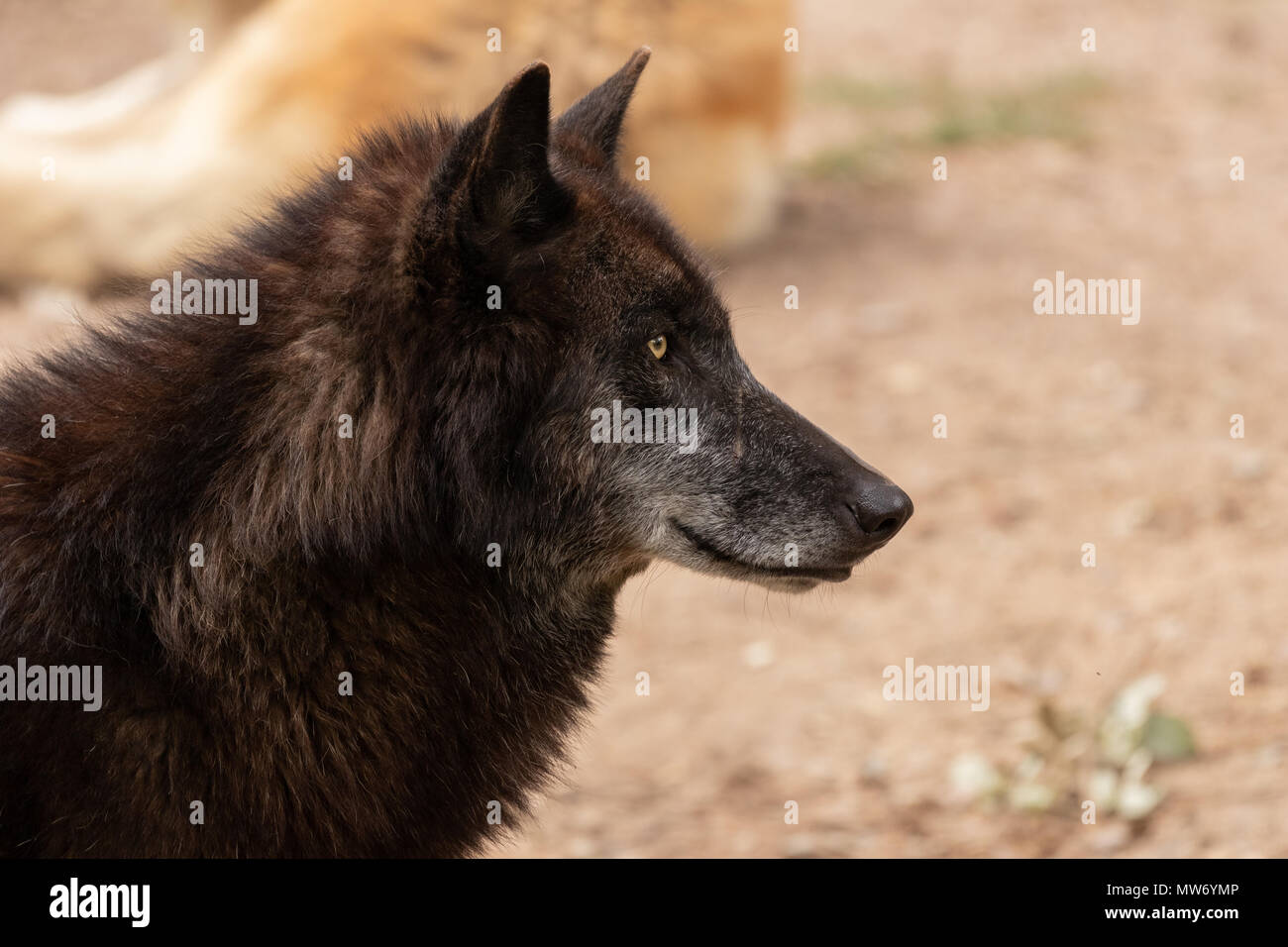 portrait of a gray wolf with black fur Stock Photo - Alamy