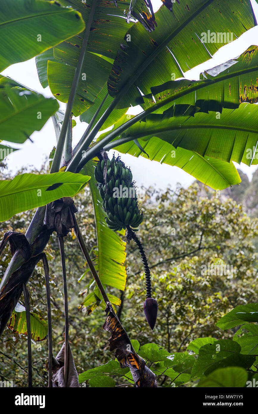 Peru fruit crop hi-res stock photography and images - Alamy