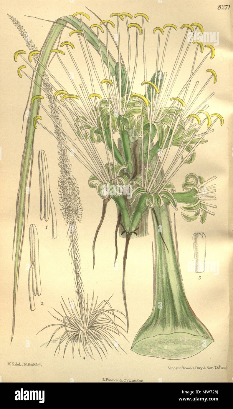 . Agave wrightii (= Agave schidigera), Asparagaceae, Agavoideae . 1909 ...
