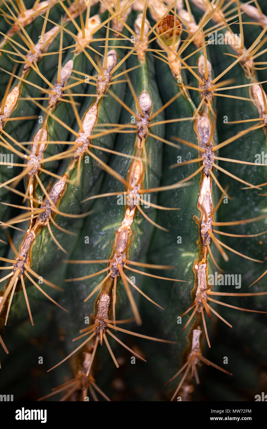 Ferocactus Pilosus Stock Photos & Ferocactus Pilosus Stock Images - Alamy