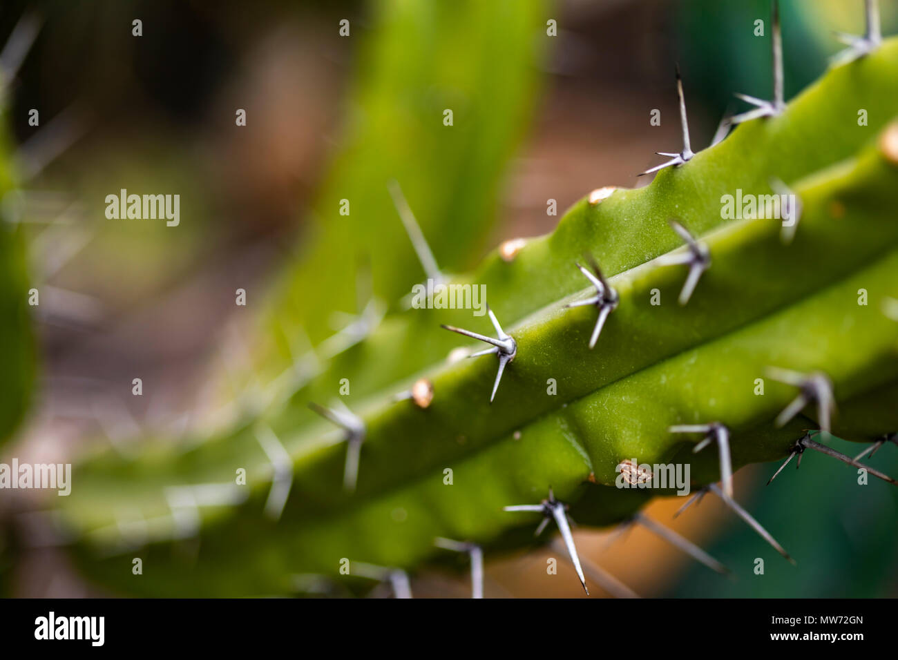 Detail of the Blue Myrtle Cactus (Myrtillocactus geometrizans Stock ...
