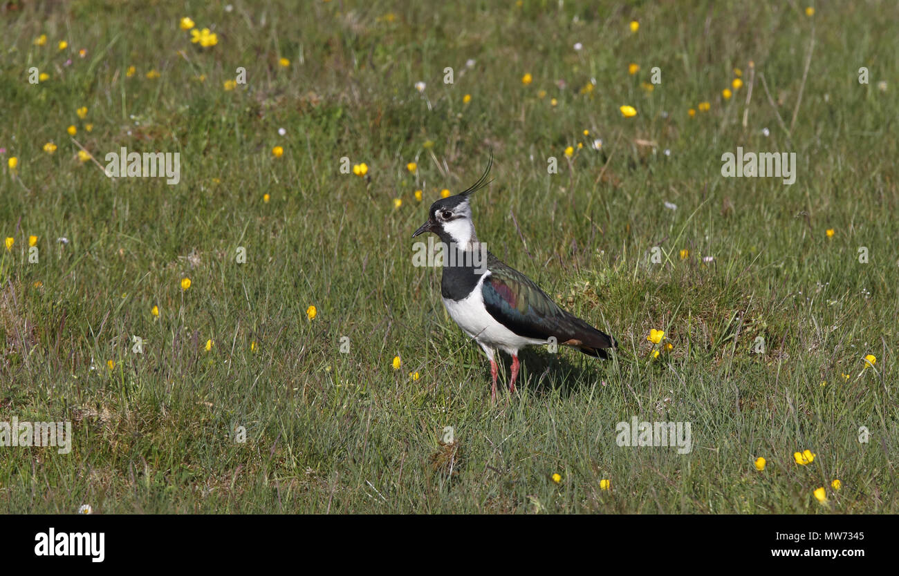 Pyewipe or just lapwing hi-res stock photography and images - Alamy