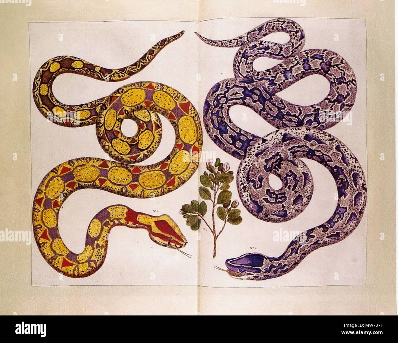 Snakes illustration hi-res stock photography and images - Alamy