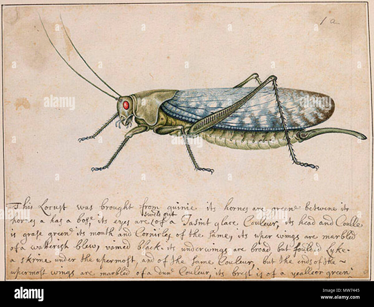. English: Blue and green locust . before 1682. Alexander Marshal ...