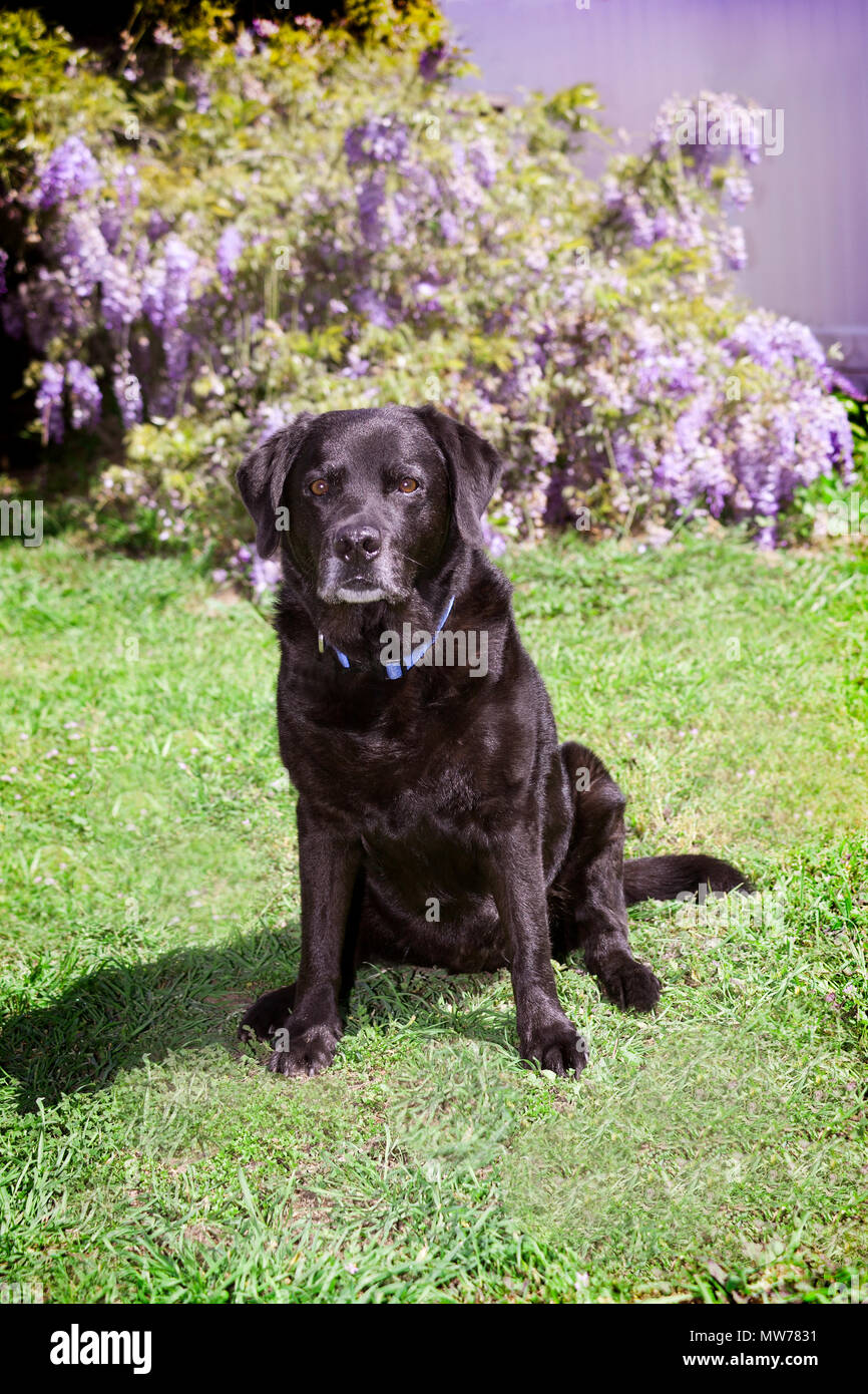 Senior black labrador retriever sits calmly in backyard with green ...