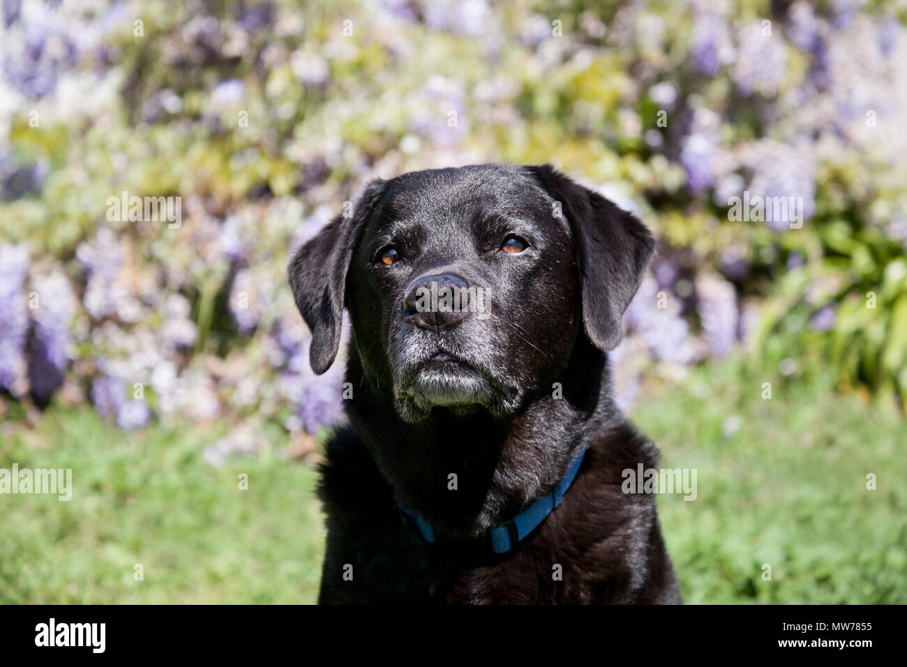 Black labrador retriever in the grass hi-res stock photography and ...