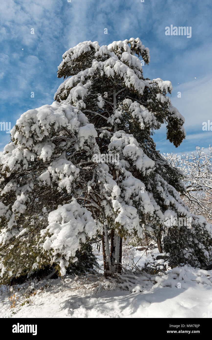 Tree under snow in Central Park in winter, New York City, USA Stock ...