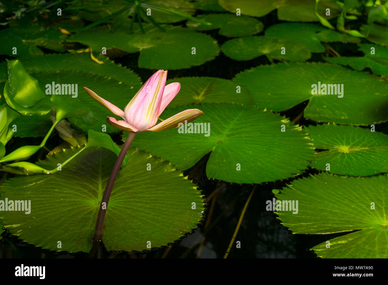 pink unopened bud of lotus rose from the shady pond overgrown with ...