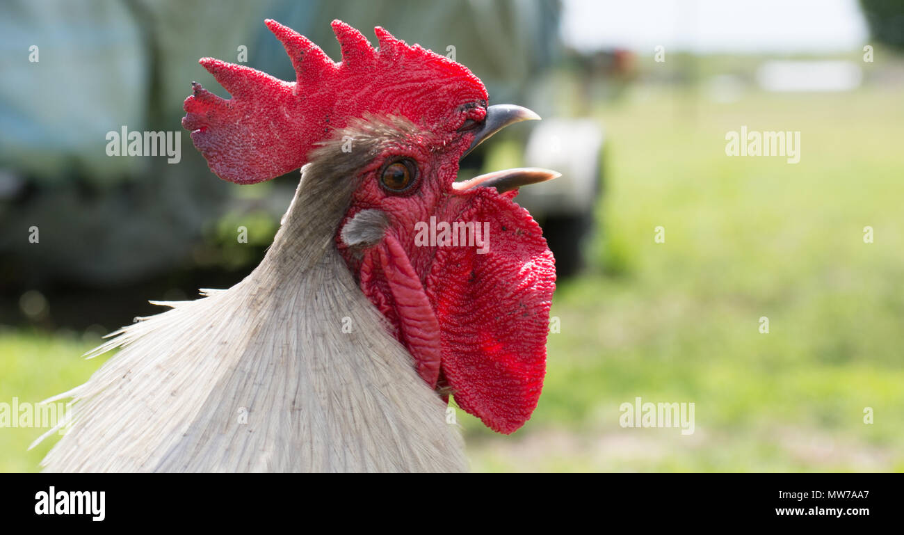 Closeup head shot of male Lavender Orpington rooster in the midst of ...