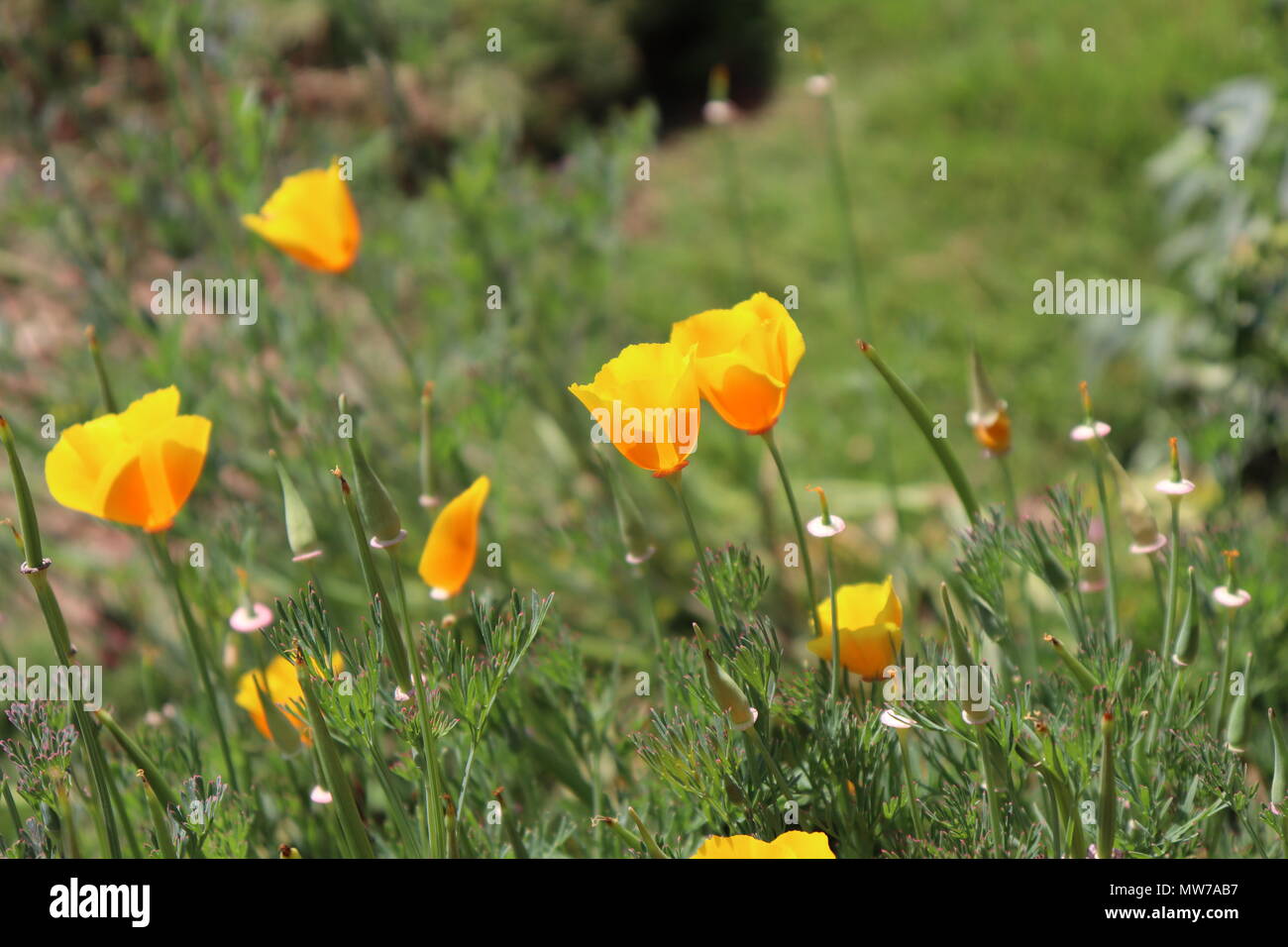 Hd flowers wallpaper hi-res stock photography and images - Alamy