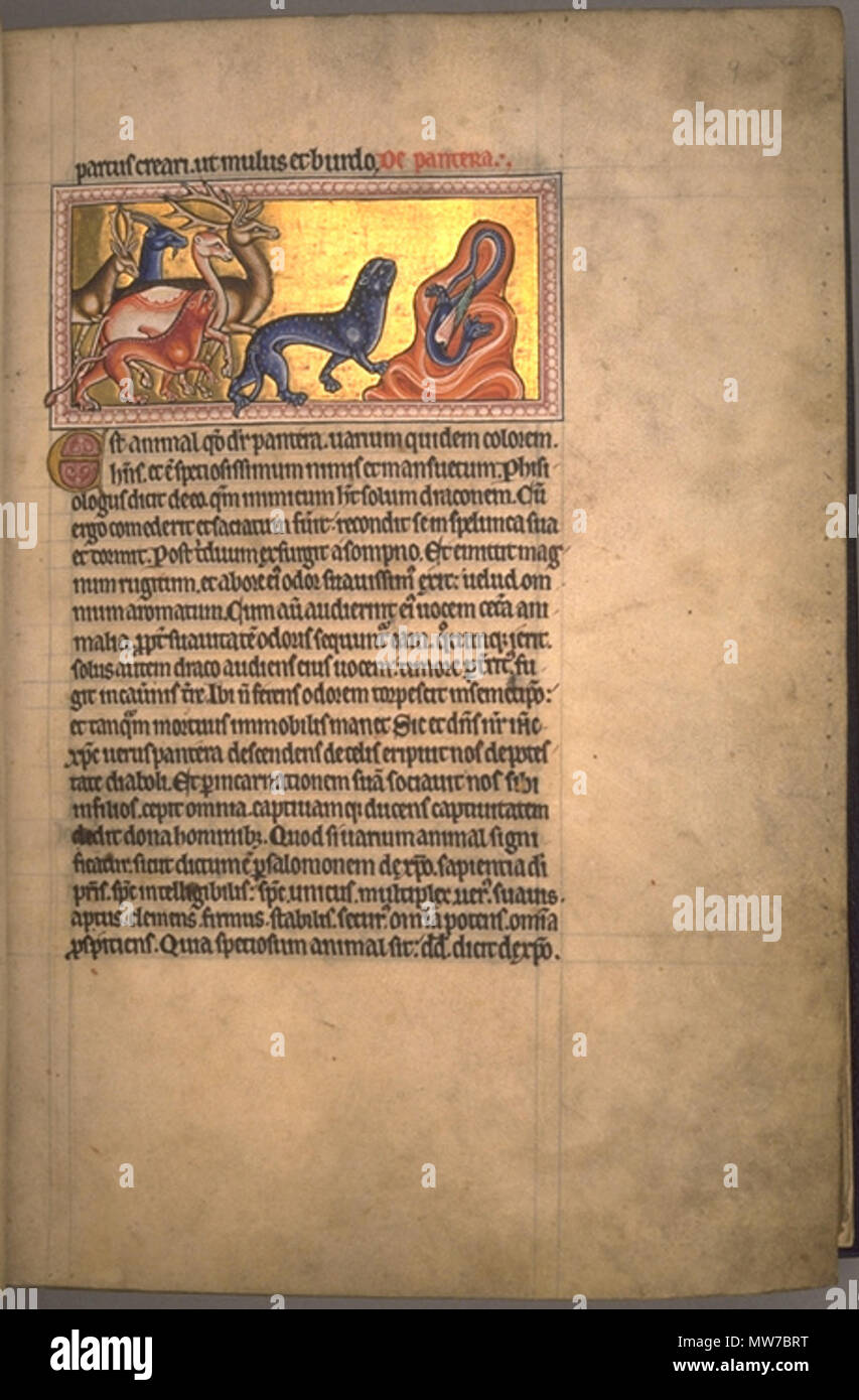 . Panther . Folio 9 tecto from the Aberdeen Bestiary. 12th century 24 ...