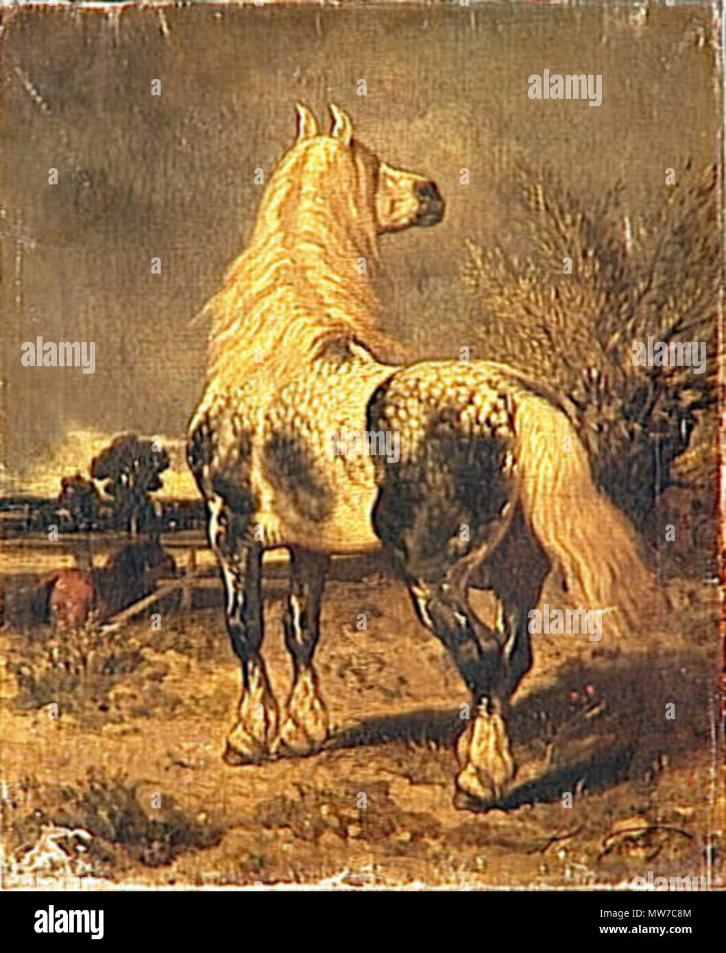 25 Achille Giroux Percheron dans un pâturage Stock Photo - Alamy