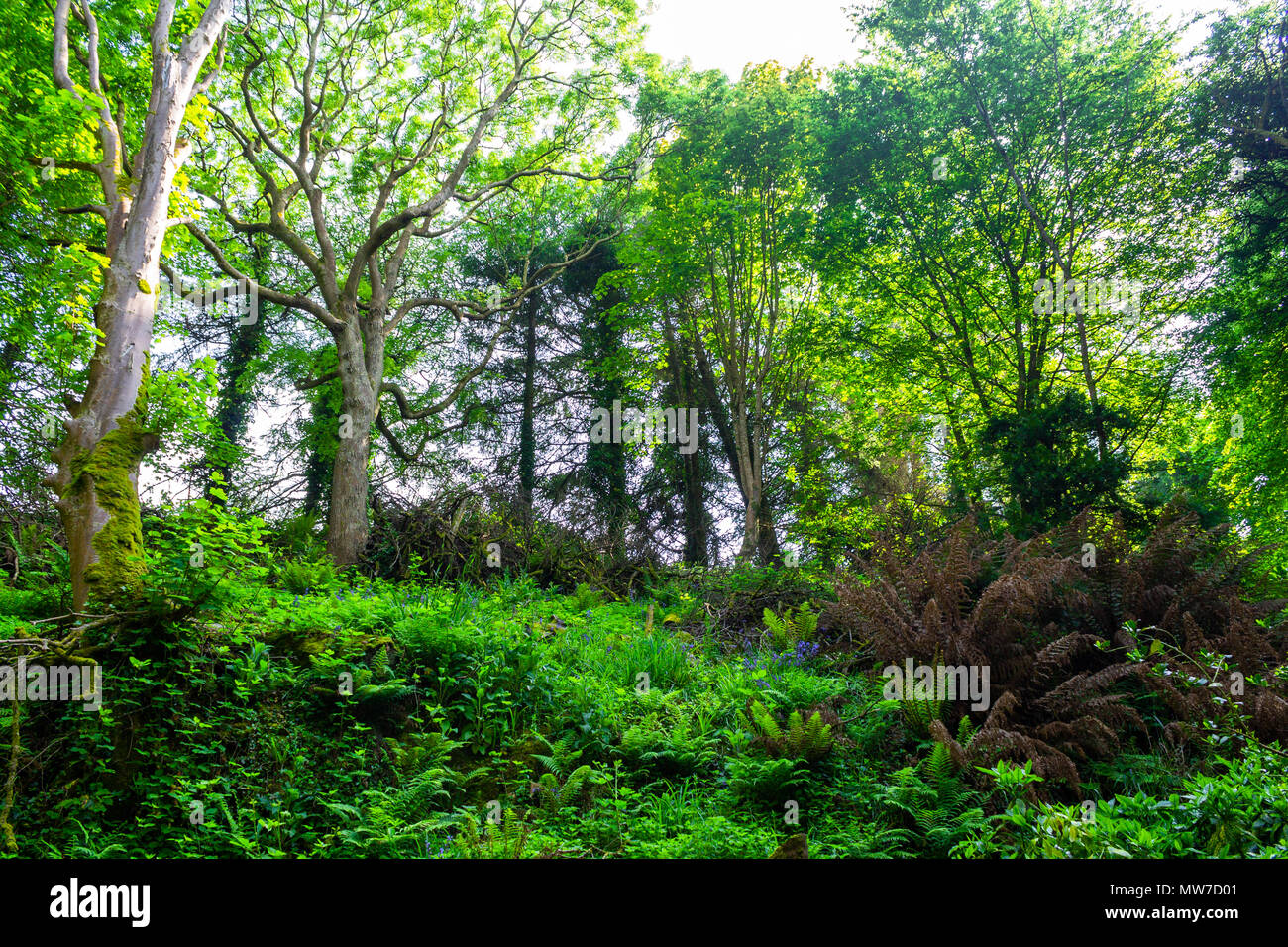 woodland glade in early summer with the suns rays streaming through the ...