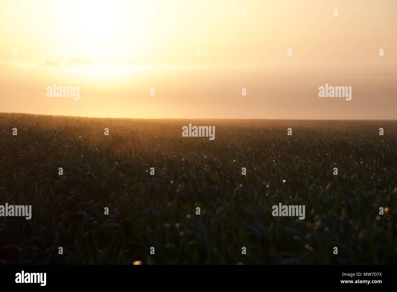 Rising moisture hi-res stock photography and images - Alamy
