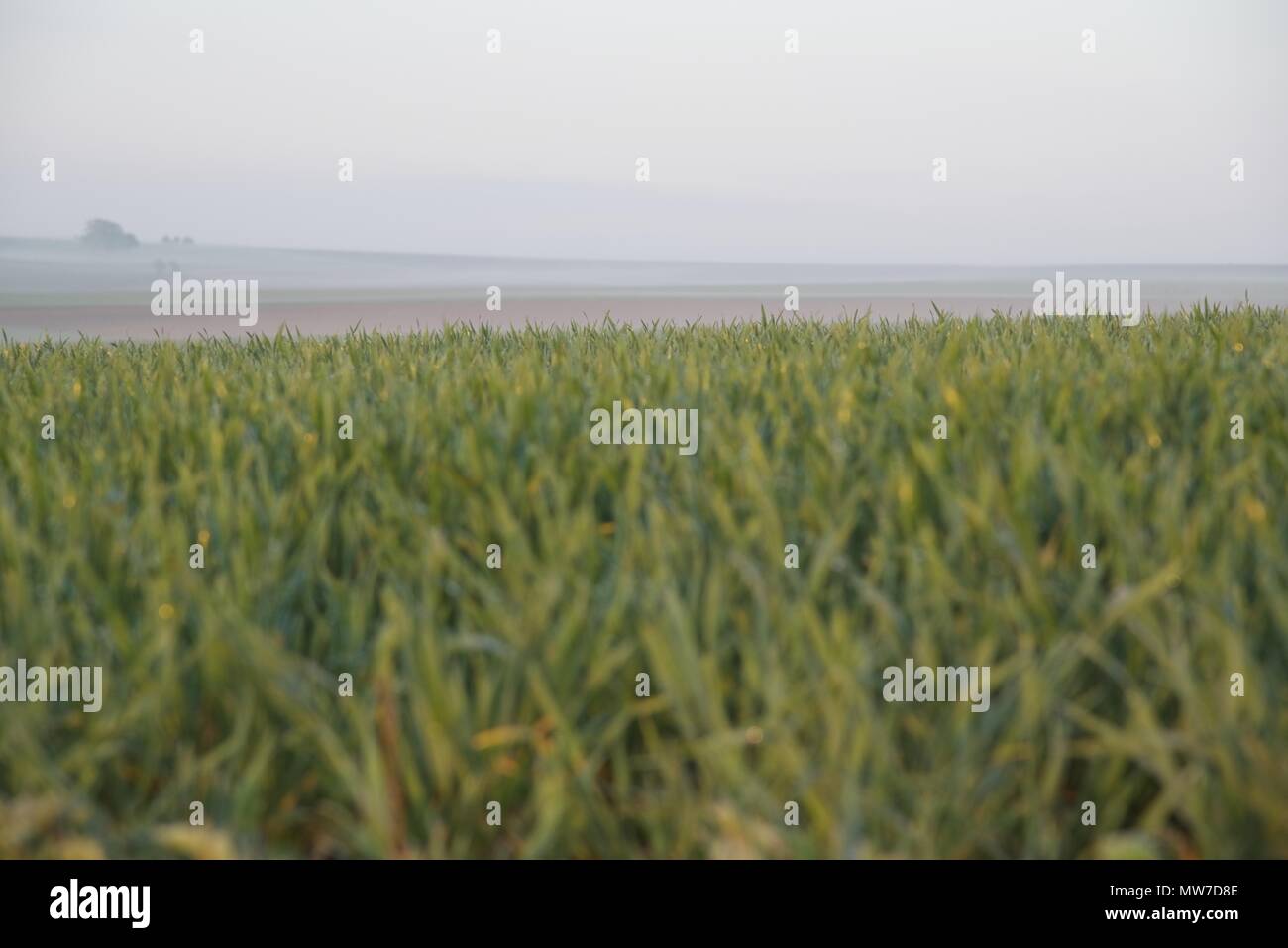 Wheat: a view across a field of growing wheat saturated with morning ...