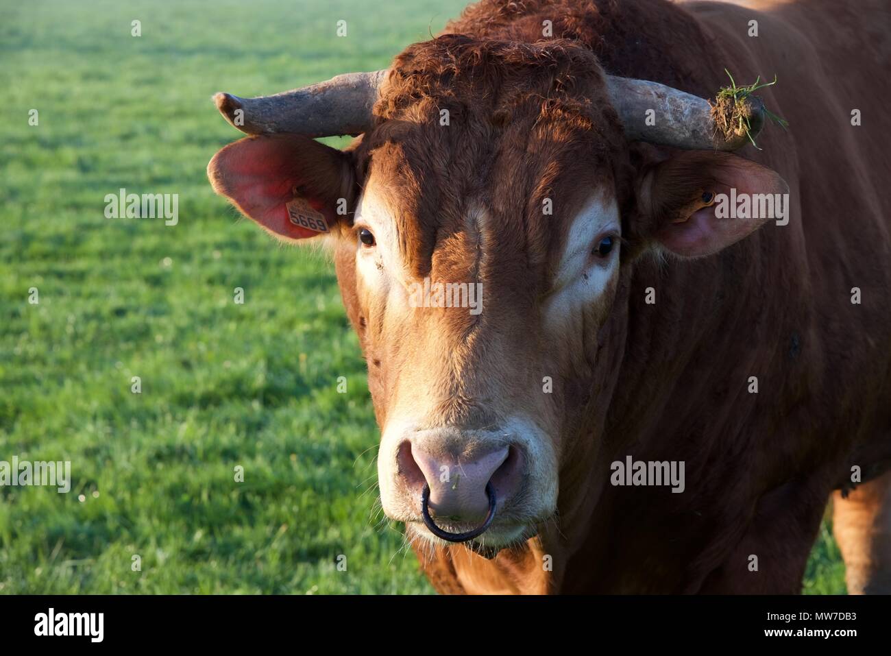 Limousin cattle: a bull stares down the barrel of the camera lens Stock ...