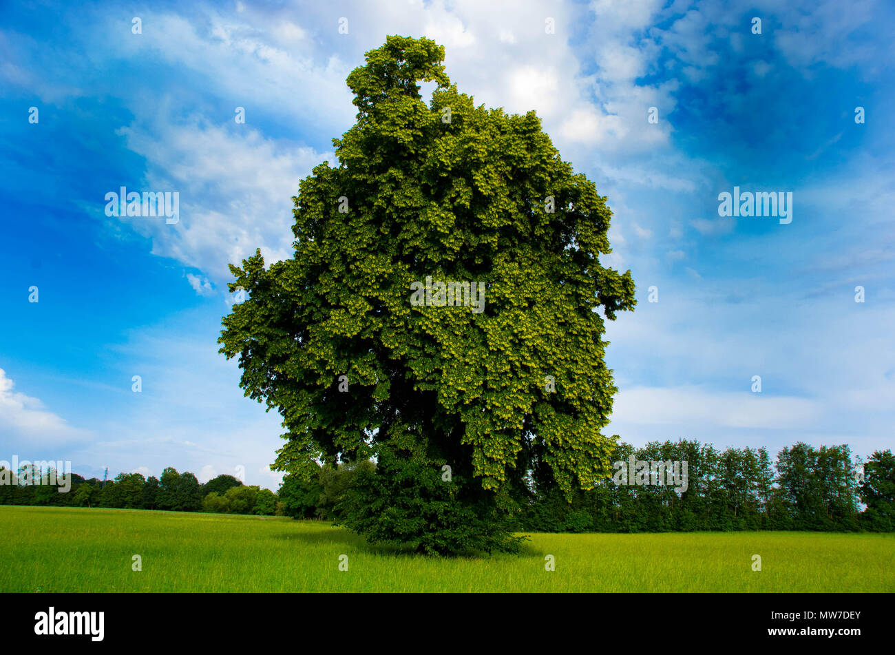 Beautiful tree in Alsace in spring time Stock Photo - Alamy