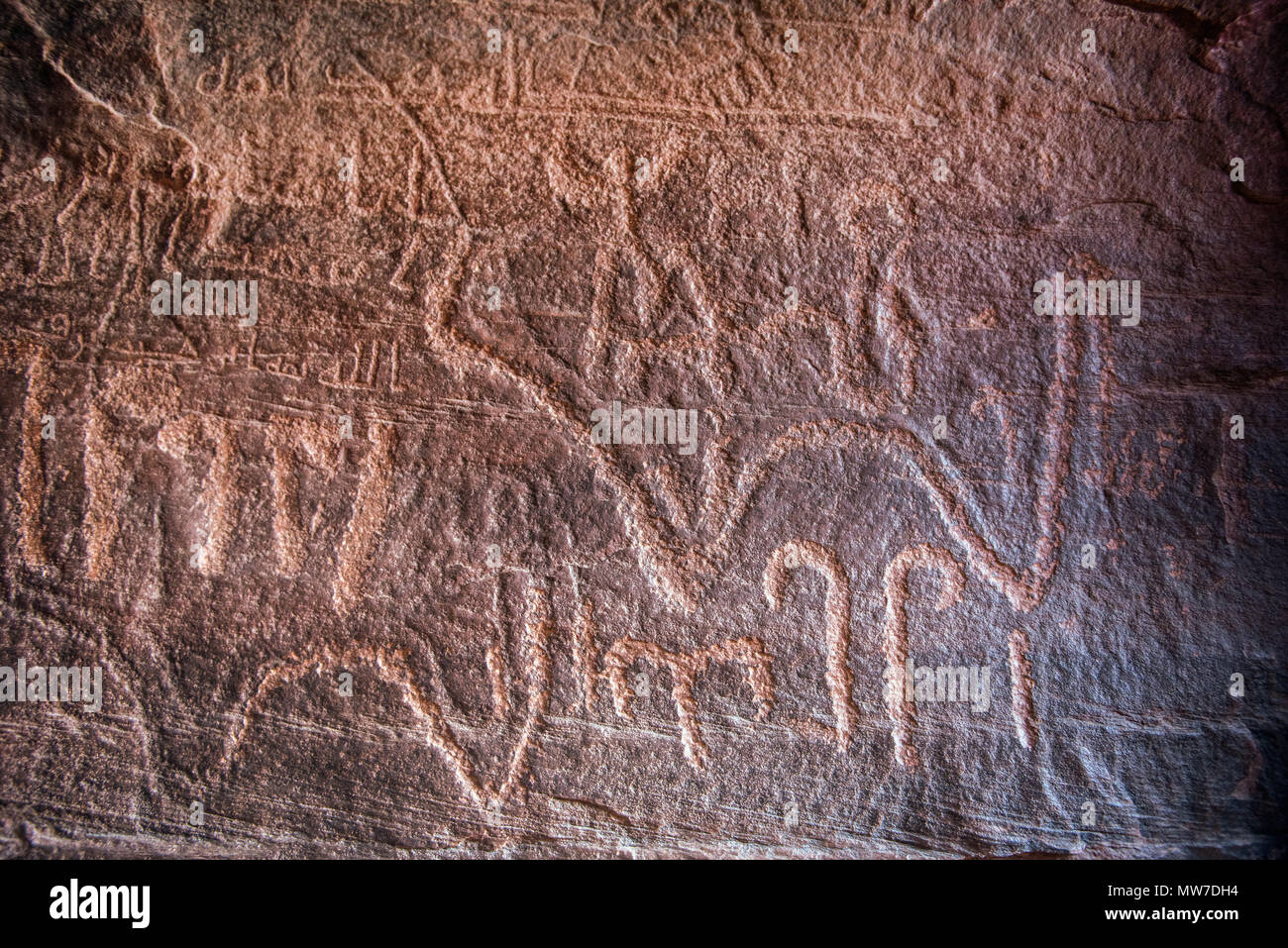 Ancient Nabatean and Thamudic inscriptions on rock representing camel ...