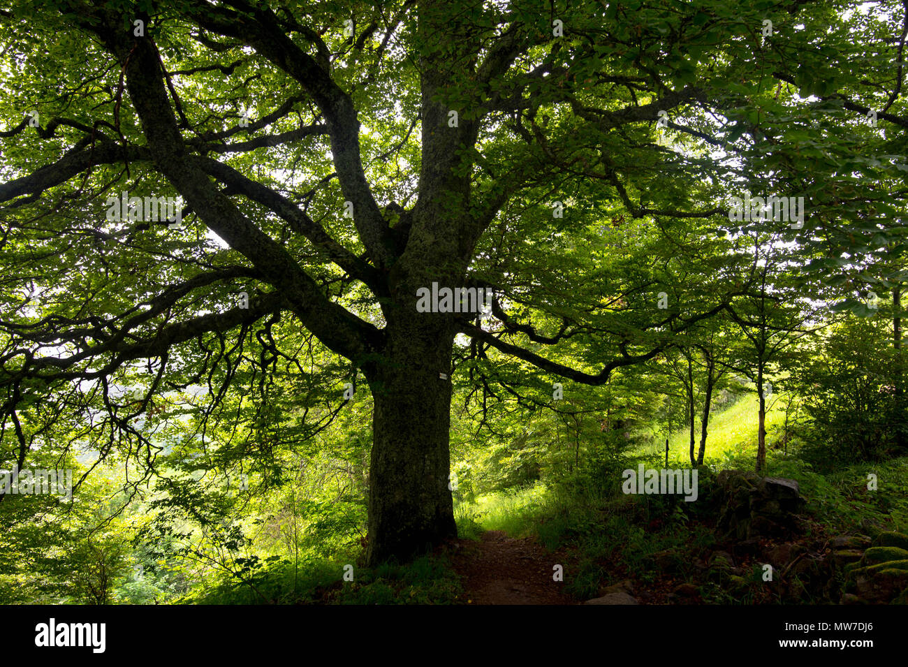 Oak tree forest hi-res stock photography and images - Alamy
