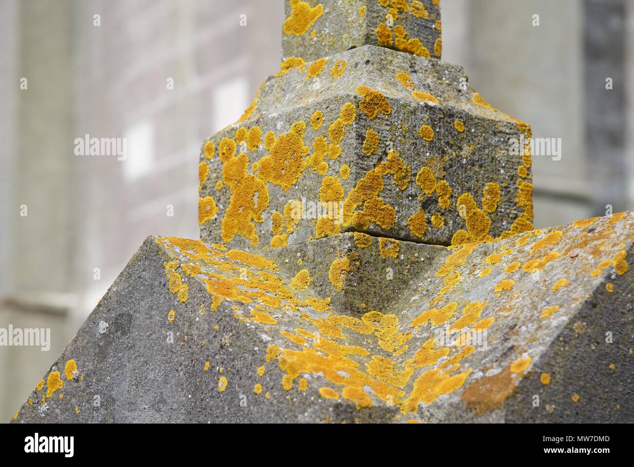 Orange Sea Lichen (Caloplaca marina): lichen on the dressed masonary of ...