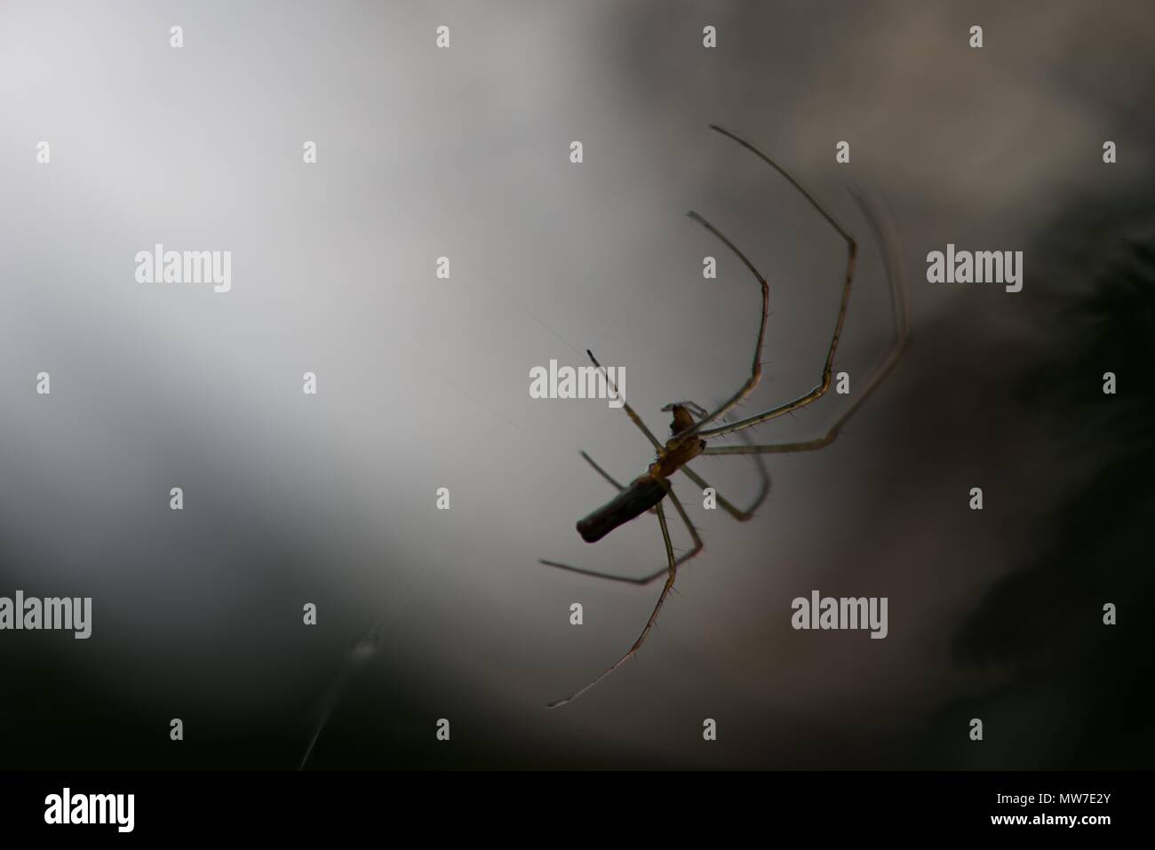 Stretch Spider (Tetragnathidae): a single Stretch, or Long-jawed Orb ...
