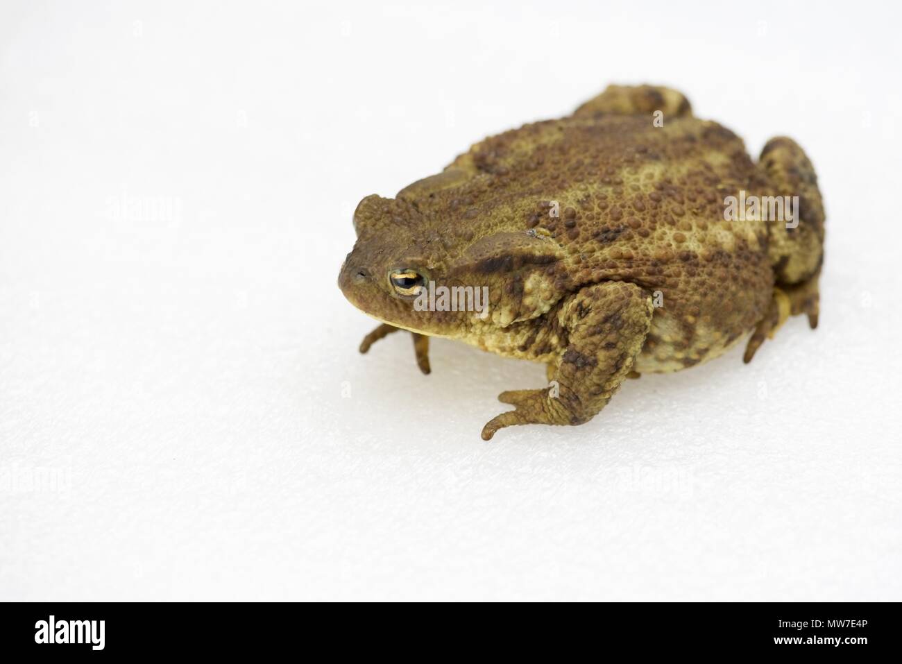 Toad jumping hi-res stock photography and images - Alamy
