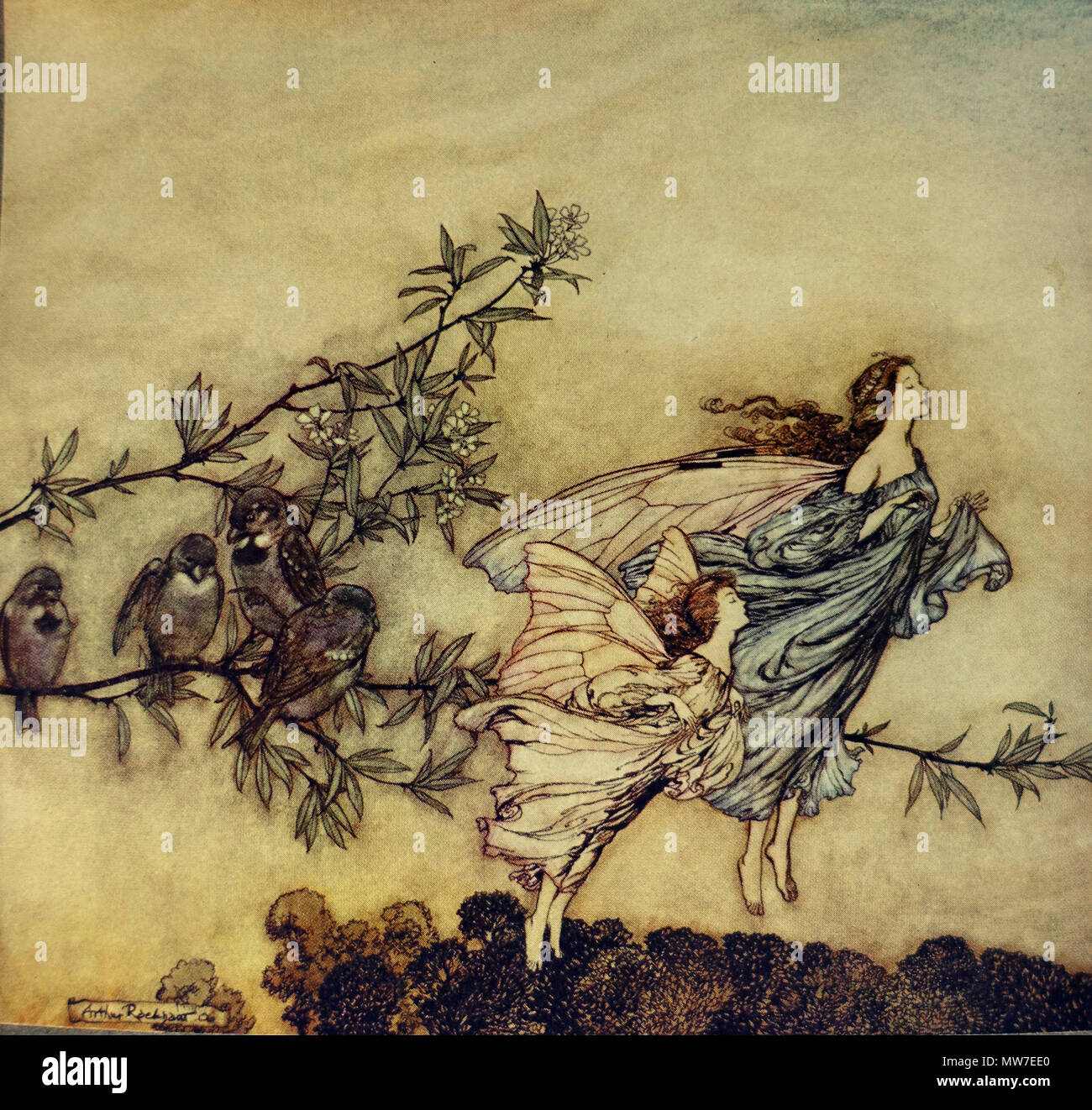 Arthur Rackham - The Fairies Have Their Tiffs With the Birds Stock ...