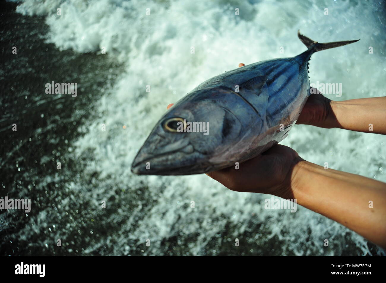 Fishing, Pacific Ocean, Baler, Philippines Stock Photo - Alamy