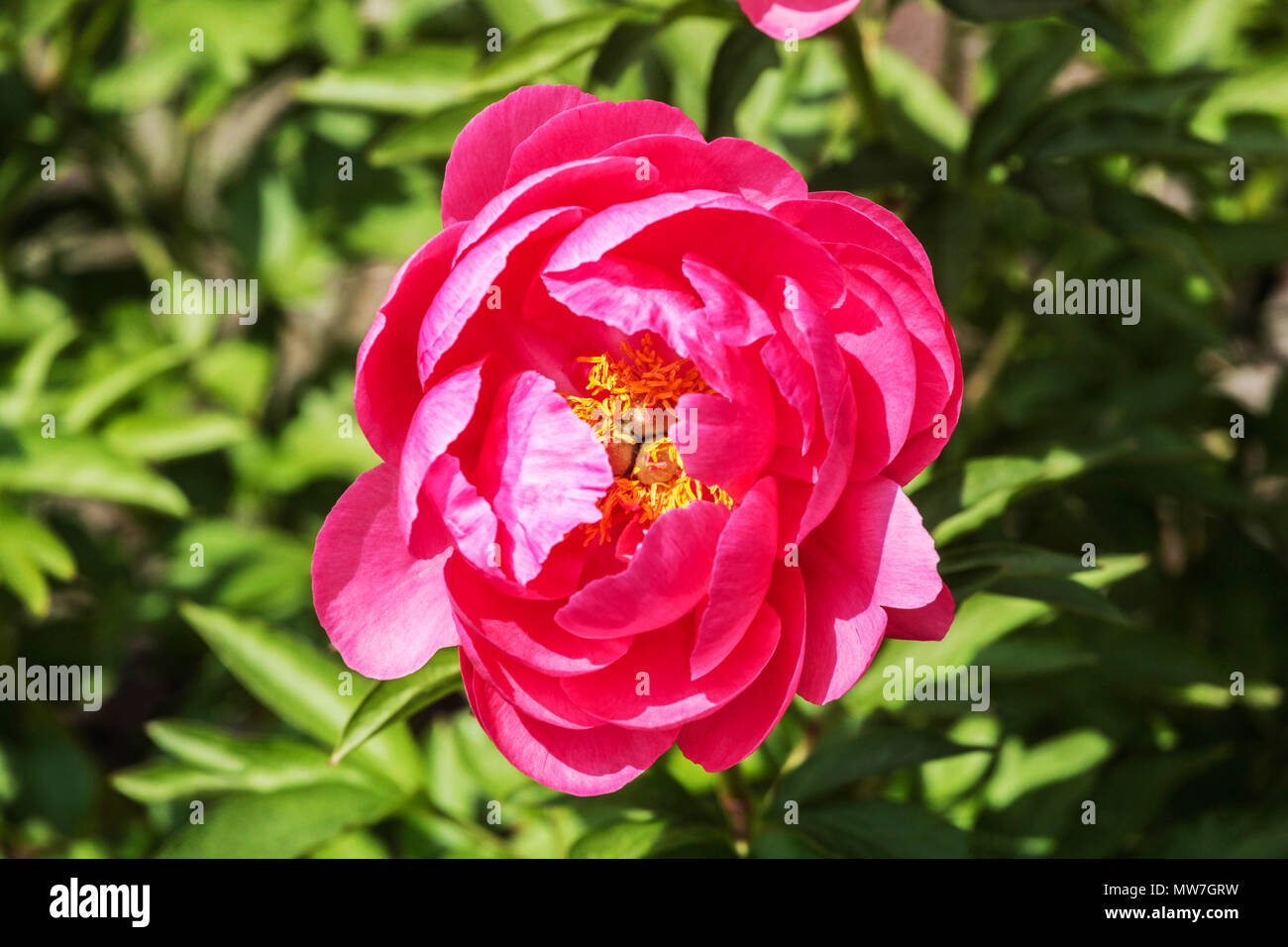 Grow peonies hi-res stock photography and images - Alamy