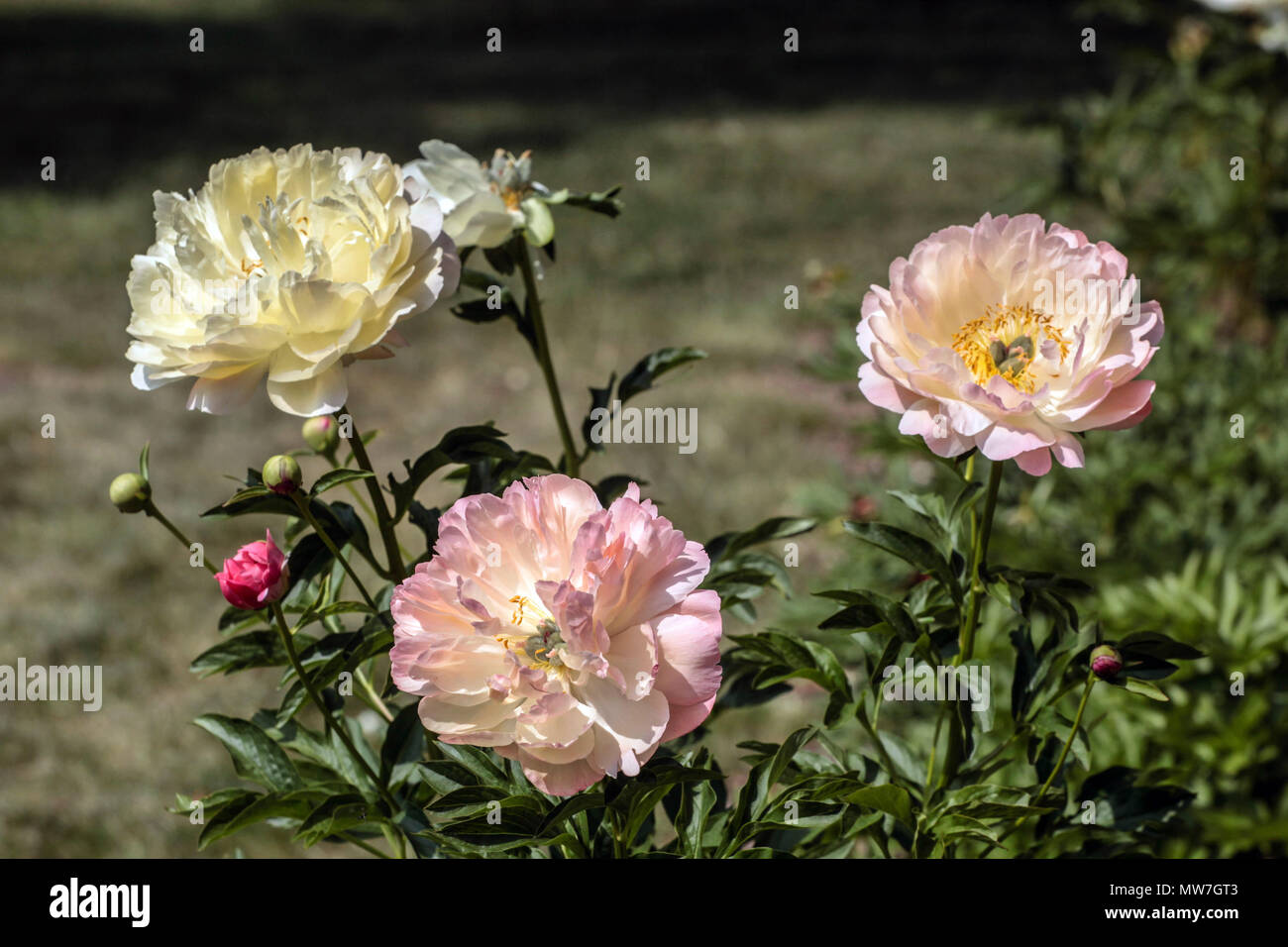 Peony. Paeonia lactiflora " Coral Sunset ", Peonies Stock Photo - Alamy