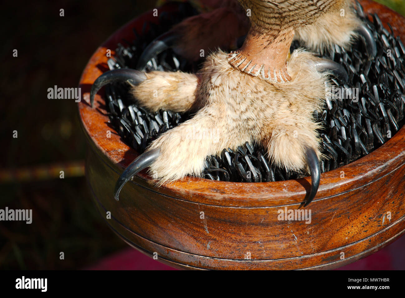 Portrait of a bird of preys (Eurasian eagle-owl) foot showing its ...