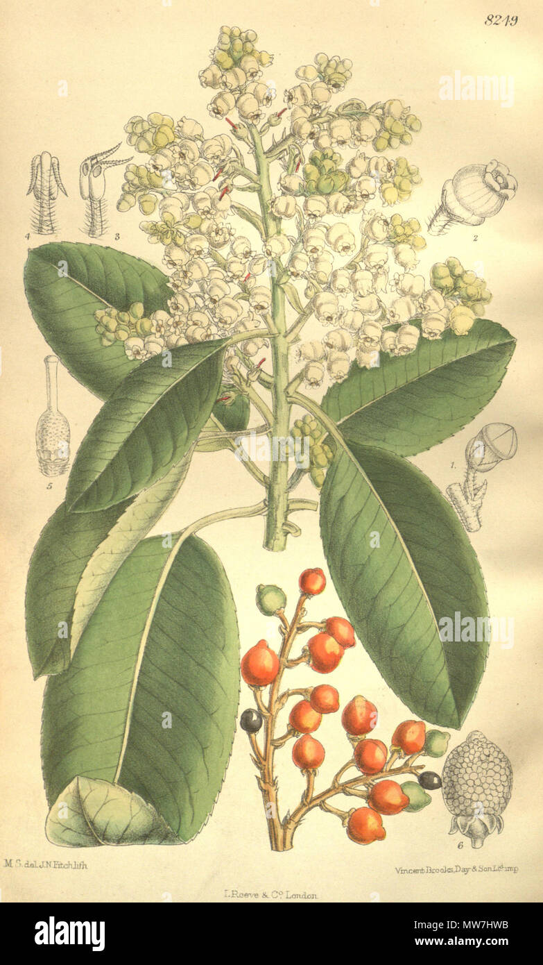 Ericaceae tree species hi-res stock photography and images - Alamy