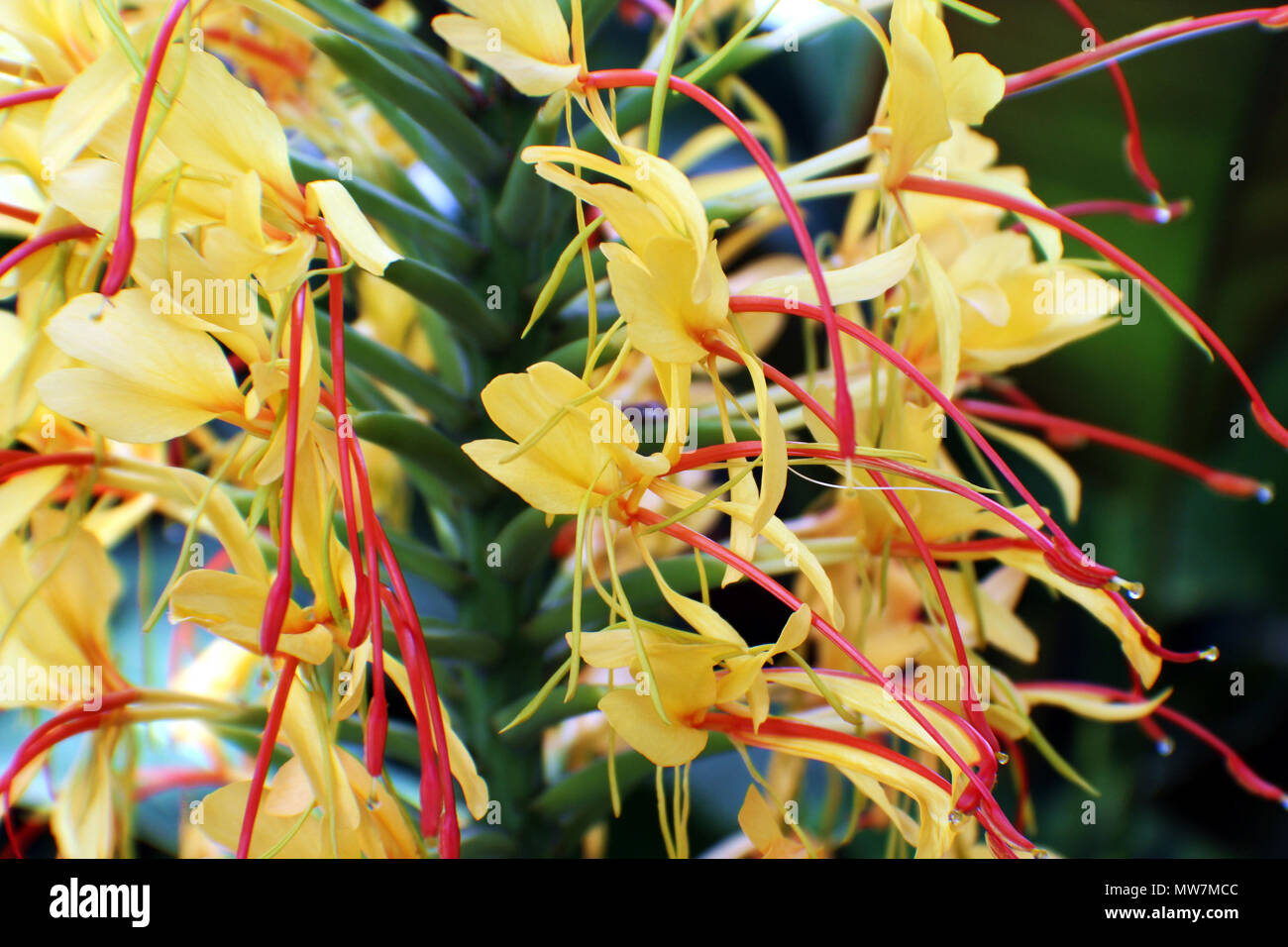 Kahili flower hi-res stock photography and images - Alamy
