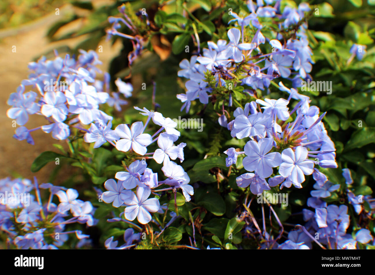 Profusion of blue flowers hi-res stock photography and images - Alamy