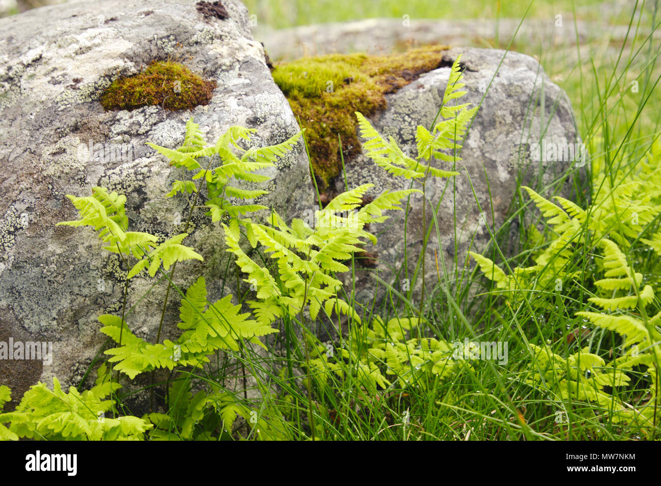 Ferns growing in the grass against a moss covered rock Stock Photo - Alamy