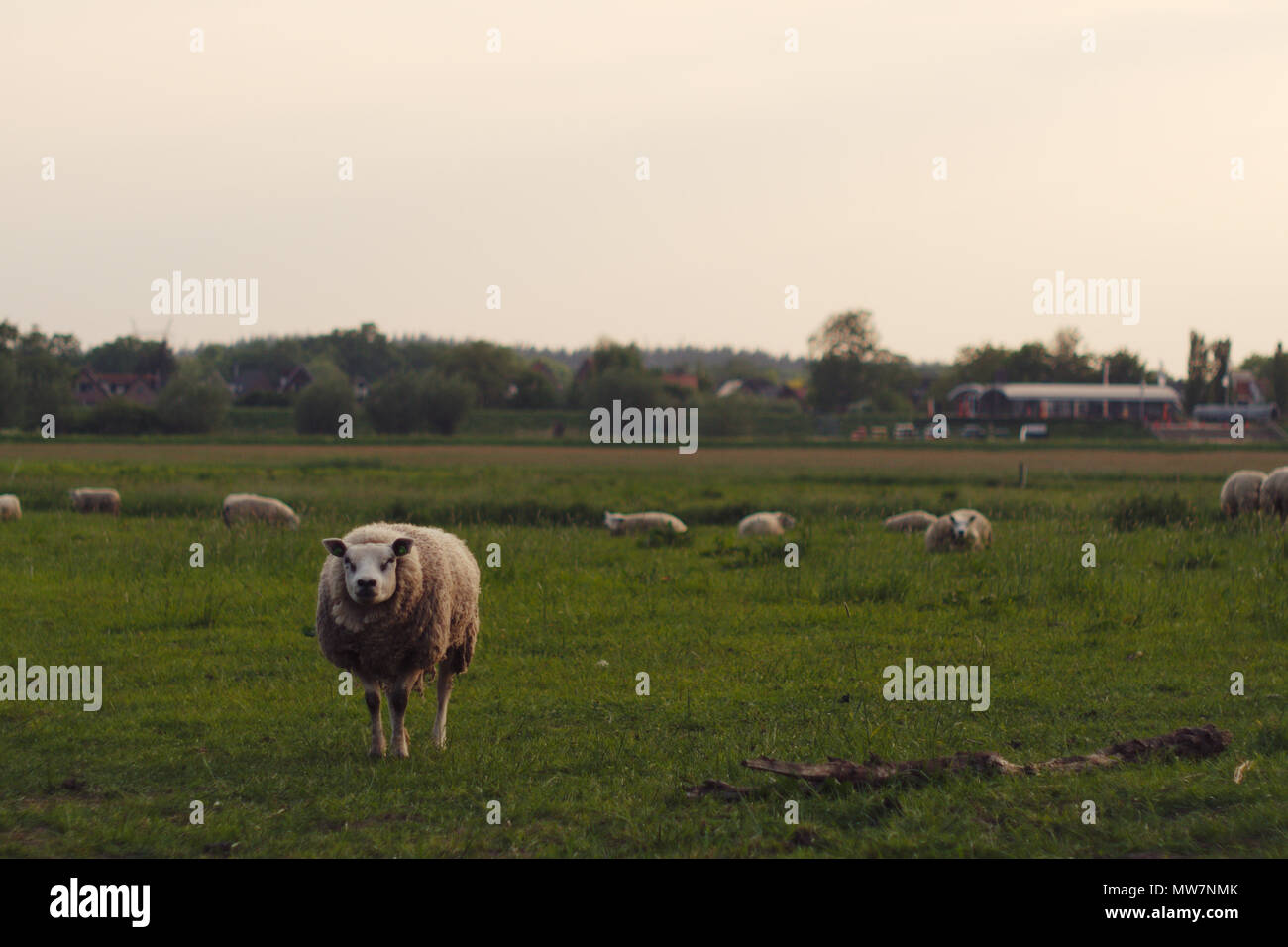 A sheep standing in a field staring at the camera Stock Photo - Alamy