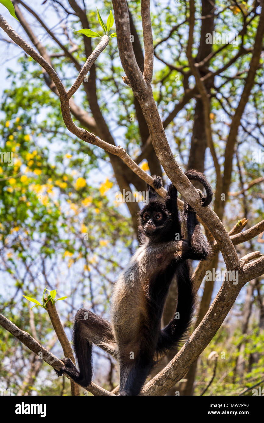 Mexican spider monkey hi-res stock photography and images - Alamy