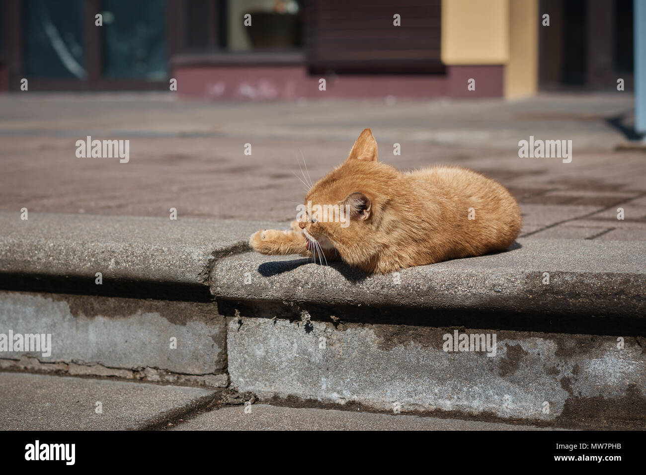 Ginger young cat lying on the ground Stock Photo - Alamy