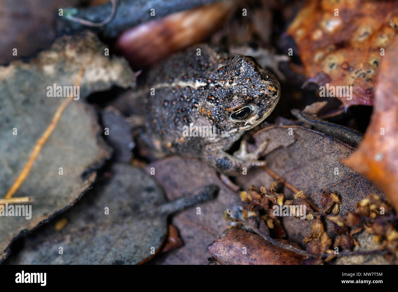 Common toad in the natural environment hi-res stock photography and ...