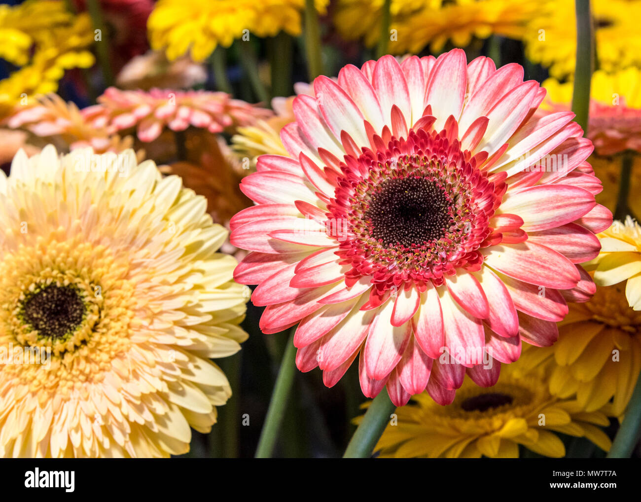 Specimen Gerberas, Flower Competition at Madeira Flower Festival Stock ...