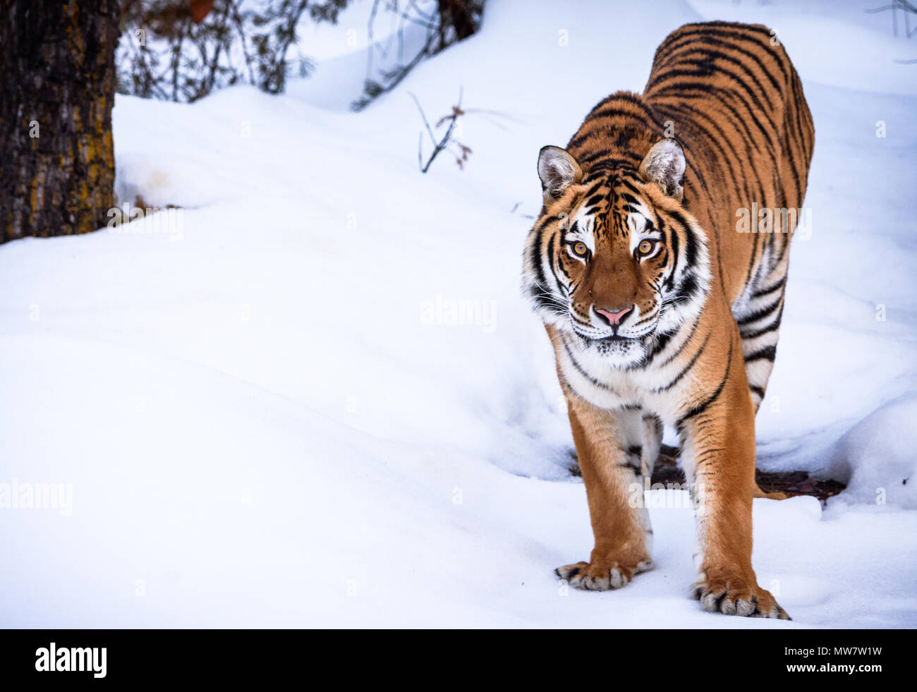 Tiger in the snow hi-res stock photography and images - Alamy