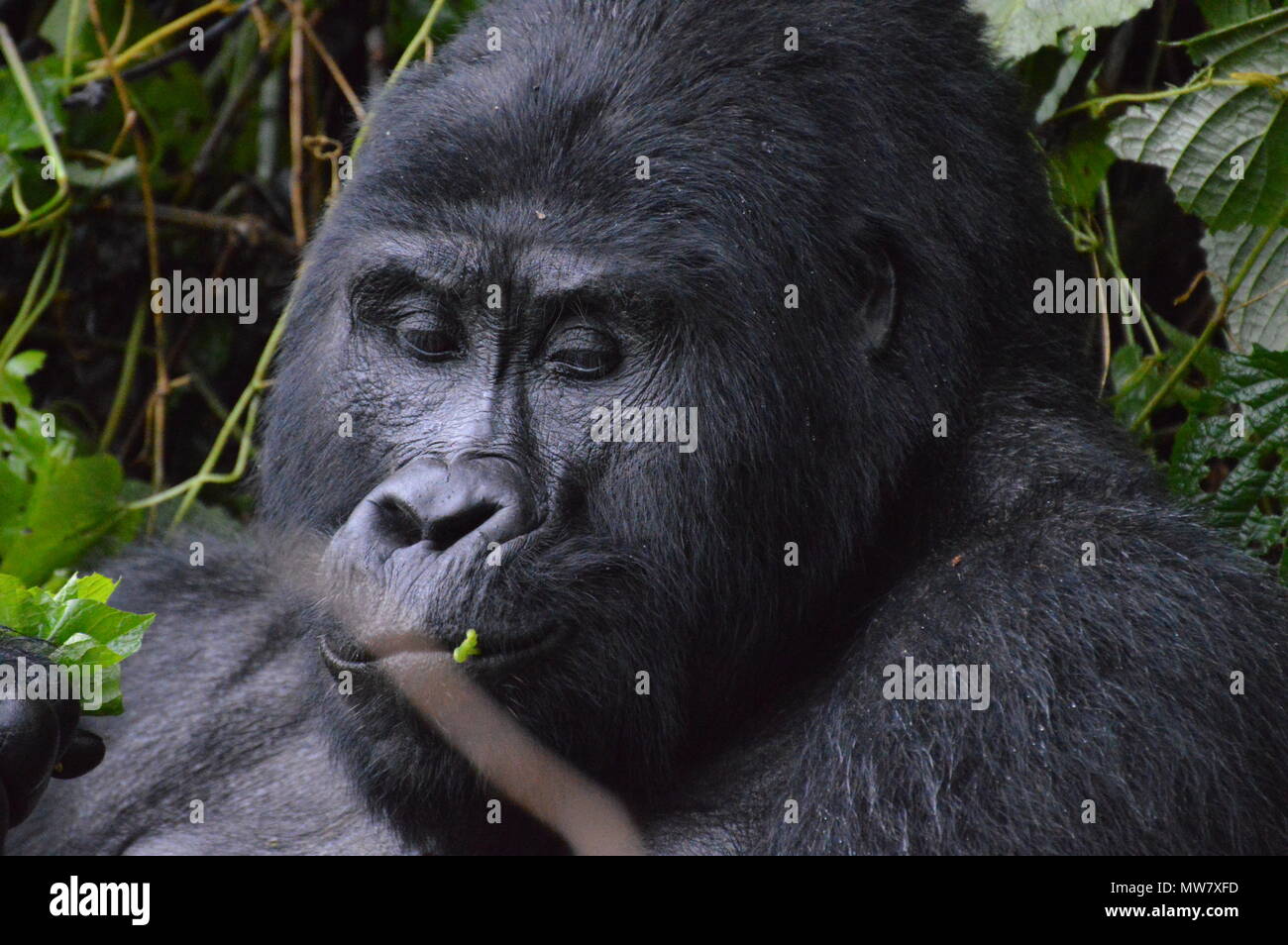 Gorilla profile hi-res stock photography and images - Alamy
